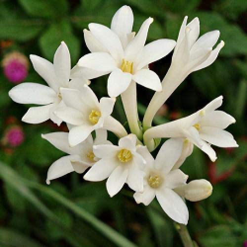 Rajnigandha (Single) Flowering Fragrant Polianthes Tuberosa Flower ...