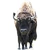 Amazon.com: SC59 Buffalo Cardboard Cutout Standup : Home & Kitchen