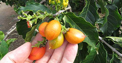 Creative Farmer Live Fruit Dwarf Plant Silver Peanut Butter Spanish ...