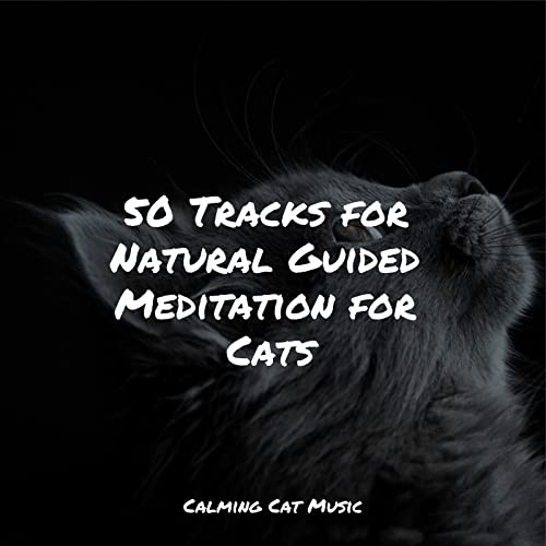 Amazon Music Unlimited - Music For Cats, Cat Music Experience & Cats ...