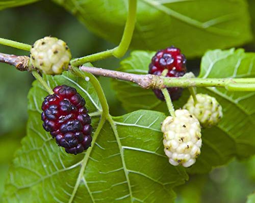 Creative Farmer Live Plant Mulberry Invasive E X Otic Hanging Or ...