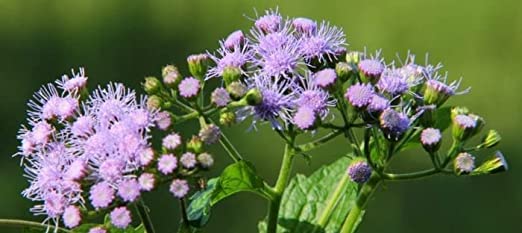 Desi Gardener Real Live Sahadevi Vernonia cinerea Live Plant Sahdebi ...