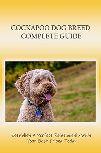 What Is The Temperament Of A Cockapoo Dog