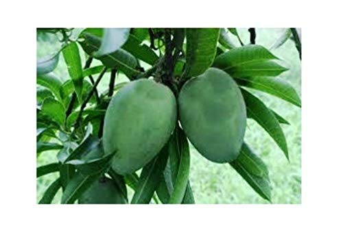 Plant house Live Chaunsa Mango/Aam Dwarf Grafted Fruit Plant - Healthy ...