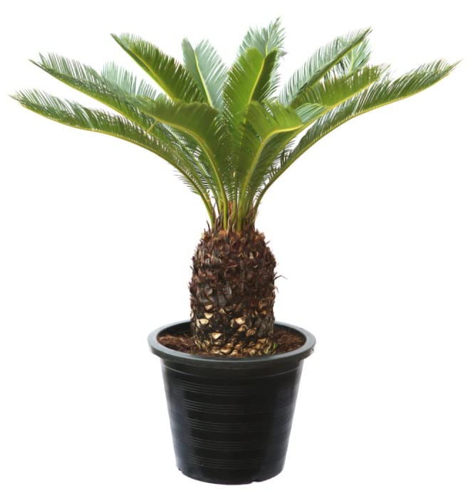 Cloud Farm Hybrid Cycus Revoluta Live Plant[CF56] : Amazon.in: Garden ...