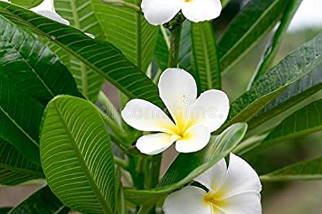 EverSneh Real Live White Champa Flower Plant Indoor Outdoor Live ...