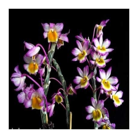 Paradise Flowers Dendrobium crepidatum Species Orchid Plant - Live ...