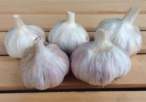 Amazon.com: German Red Garlic, (3 Garlic Bulbs) A Rich, Musky Rocambole ...