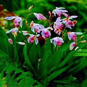 Amazon.com : Pink Chinese Ground Orchid Bulb - Bletilla striata - Very ...