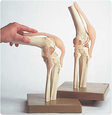 Amazon.com: Functional Model of The Knee Joint : Health & Household