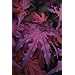Amazon.com : Purple Ghost Japanese Maple Acer palmatum Purple Ghost 2 ...