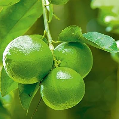 MAA ENTERPRISE pati Lemon Baramasi Grafted Fruit Live Plant in Grow Bag ...