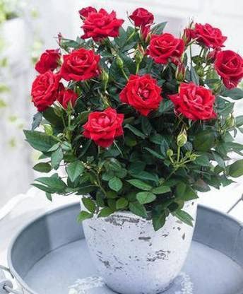 Tree Hub Red Rose Plant (Pack of 1) : Amazon.in: Garden & Outdoors