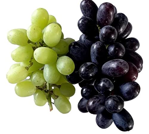 Fresh Grapes Combo (Green & Black) Pack,Fresh,500 Grams : Amazon.in ...