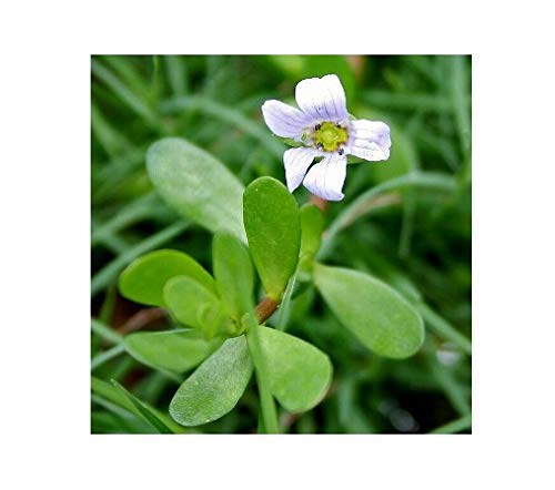 S Garden Live Neer Brahmi/Bacopa Monnieri Plant - Medicinal Plant ...
