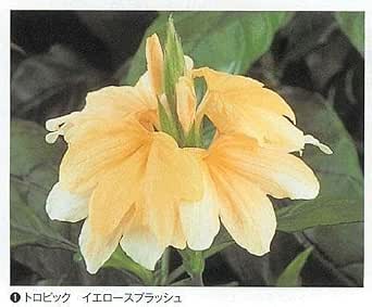 Amazon.co.jp: Crossandra Flower Seeds Tropic Yellow Splash 7 Capsules ...