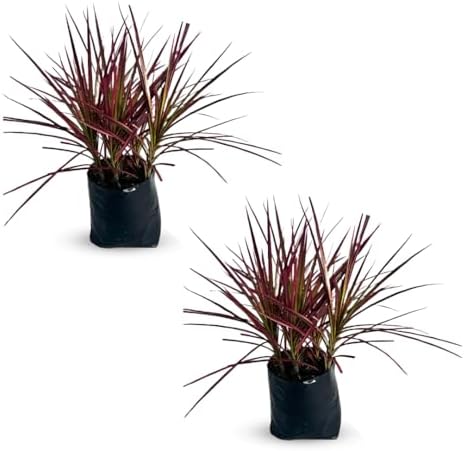 Amazon.com : LEAL PLANTS ECUADOR Dracaena Marginata Colorama (Pack of 2 ...