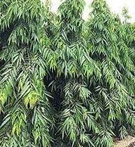 Uniquetree Debdaru Live Plant (Thai Vairety Healthy Rare Plant With ...