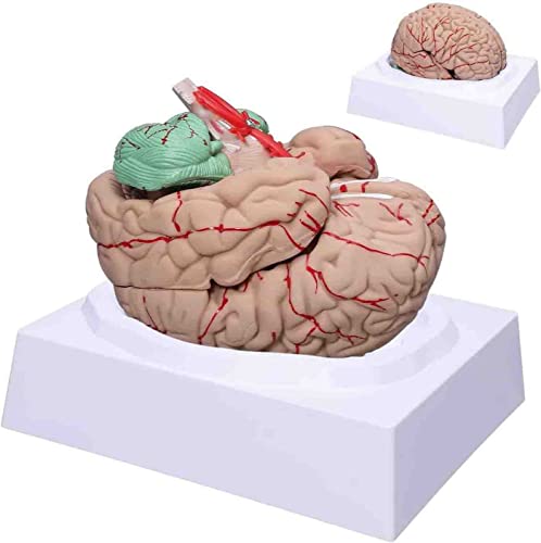 LENFUN Human Brain Model,Life Sized Brain Model 8-Part Human - Import ...