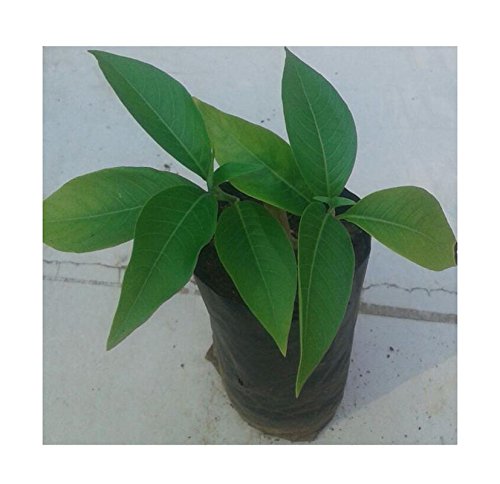 Unity Enterprises Real Adulsa plant : Amazon.in: Garden & Outdoors