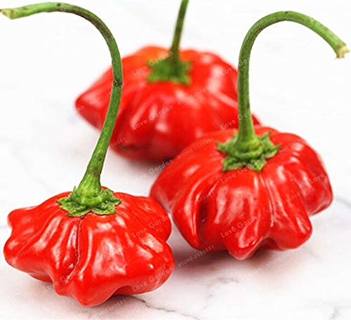 70 Pcs/Bag Brazilian Chili Pepper Seeds Ubatuba Cambuci Capsicum ...