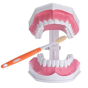 Amazon.com: Healthible Teeth Model for Kids - 2 Times Tooth Brushing ...