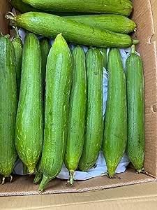 Amazon.co.jp: 沖縄産 新鮮なヘチマ へちま 1キロ・Okinawa fresh hechima 1kg (1) : 食品・飲料・お酒