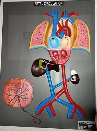 Eduscope Fetal Circulation Anatomical Human Model (Pvc) Plastic ...