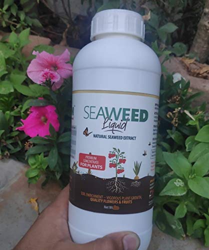DS Fine Chem Seaweed Liquid 250Ml : Amazon.in: Garden & Outdoors