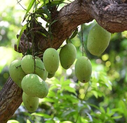 Cloud Farm Imam Pasand/Himayat/Hima Pasand Mango Grafted Hybrid Live ...