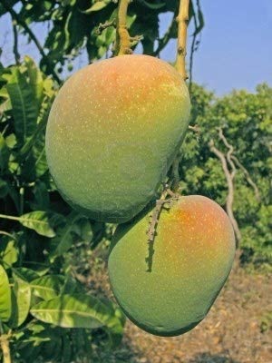 All Season Gardens Fruit Live Plant - Dwarf Alphonso" King Of Mango ...
