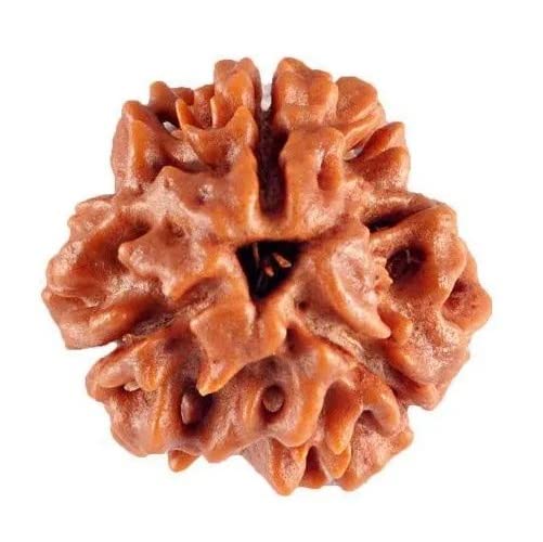 OPTIMUS RUDRAKSHA Three Mukhi Rudraksha Original Certified Nepali Brown ...
