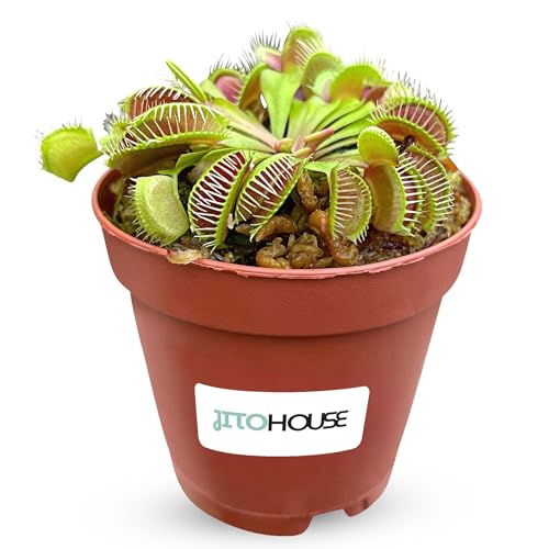 Best Planter for Venus Fly Traps: Top Terrarium Kits for Healthy ...