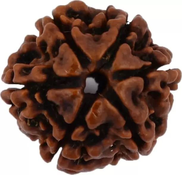 Buy ShivTantra Six Mukhi Pure Rudraksha bead,Certified, Original Six ...