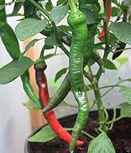 Amazon.com : Cayenne Large Red Thick Pepper (Capsicum annuum) Fresh ...