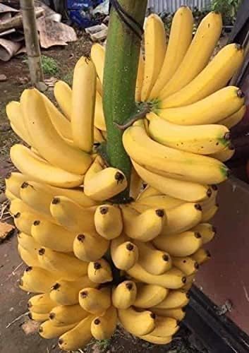 EverSneh Rare Variety/Elakki/Yellow Sweet Fruit Banana Live Plant/Not ...