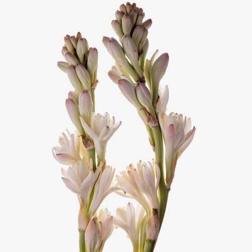 Tuberose Flower original seeds (5 seeds per pack) : Amazon.in: Garden ...