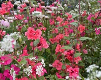 Golden Hills Farm Flower Seeds : Clarkia Elegans Double Mixed 300-1006 ...