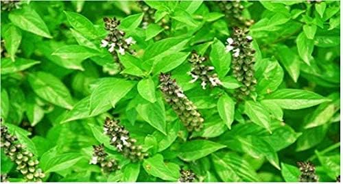 Growing Plants Marua/Marwa/Sweet Marjoram/Niazbo Tulsi Herbal Plant ...