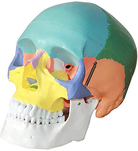 Buy DDT Human Anatomy Skull Model Cranium And Jaw Detachable Human ...