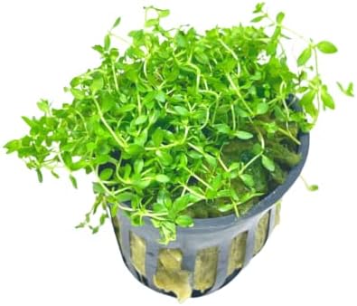 Amazon.com: Micranthemum Micranthemoides Pearl Weed Potted Live ...