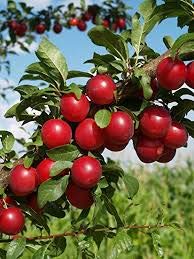 Mphmi Nurseryplant Live Dwarf Aloo Bukhara Plum Fruit Tree : Amazon.in ...