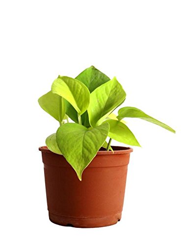 Nature Pothos Indoor Live Plant : Amazon.in: Garden & Outdoors