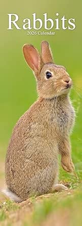 Rabbits Slim 2026 Calendar | Slimline Wall Calendar | Animal Gift ...