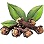 Handcraft Blends Clove Essential Oil - Huge 118 ml - 100% Pure and ...