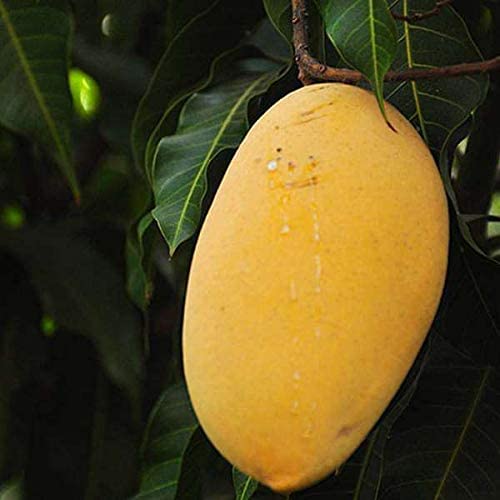 Mphmi Plant Mango Tree (Alphonso Plant Grafted) - Plant Hafoos Hapuz ...