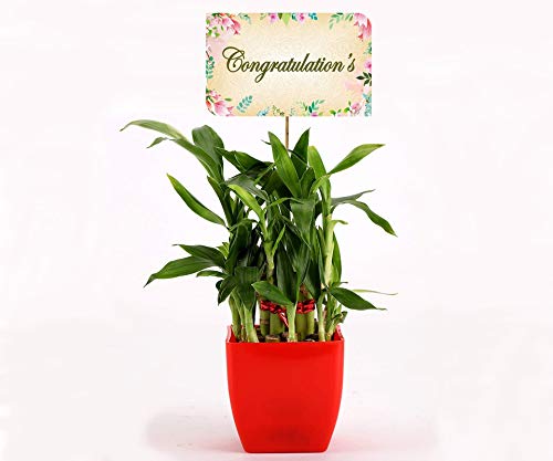 Vibrant Green Two Layer Bamboo Plant In Red Plastic Pot With ...