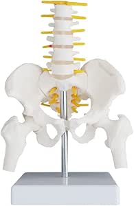 Amazon.com: Pelvis Model with 5 Lumbar Vertebrae Movable Skeleton ...