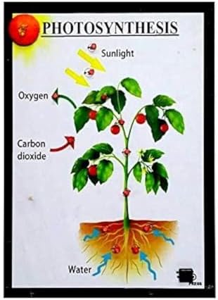 Buy MELODY"S HOBBY CENTRE Photosynthesis Biology Working Science ...