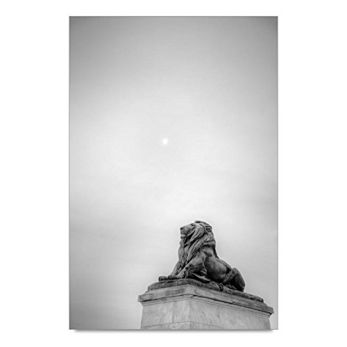 Zanky Lion Alone 12x18 inches Matte poster-ZYPS004330 : Amazon.in: Home ...